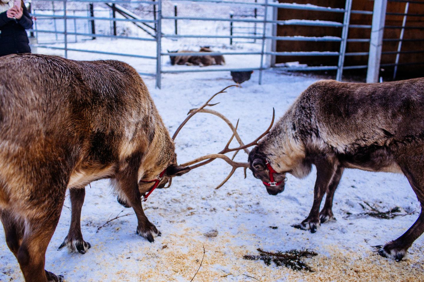 You Can Visit This Reindeer Farm In Washington