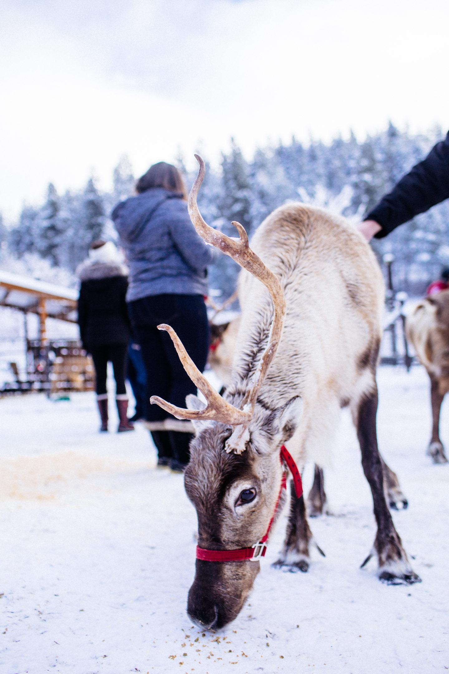 You Can Visit This Reindeer Farm In Washington